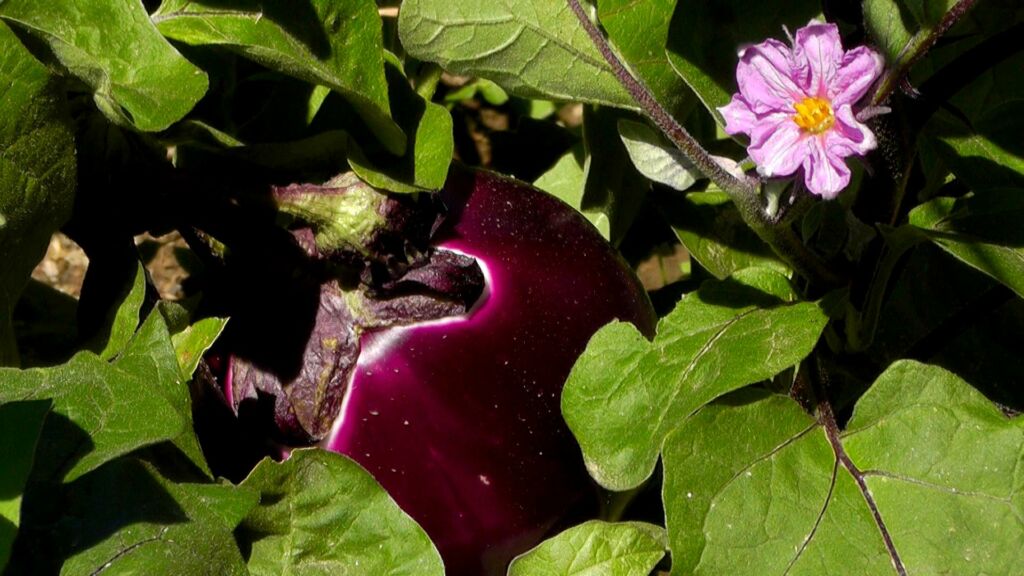 AT SCHOOL WITH NATURE